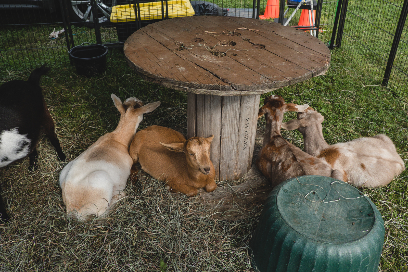 Fair Season | Bethlehem Country Fair | Connecticut Charm - Live Lovely ...