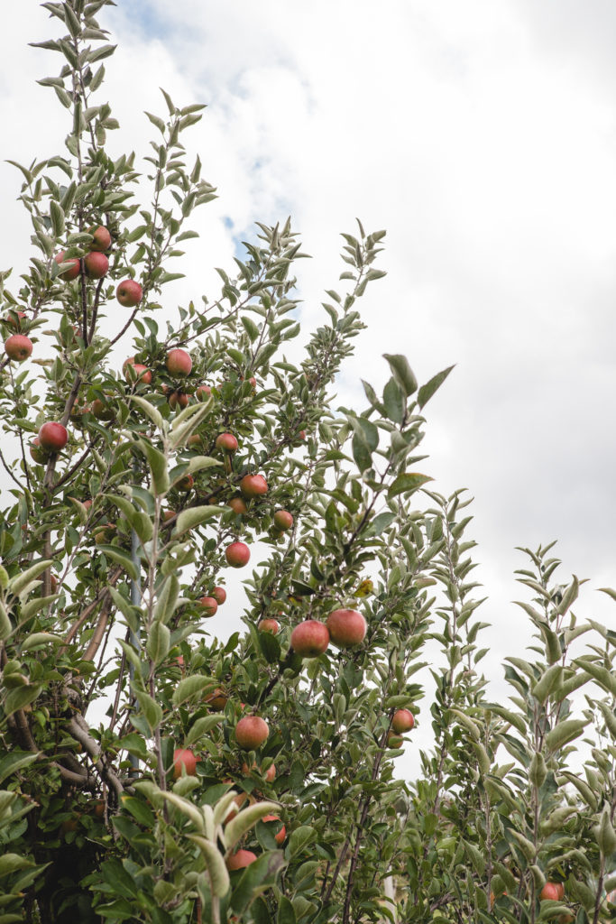 Blue Jay Orchards | Apple Picking | Connecticut Charm - Live Lovely ...
