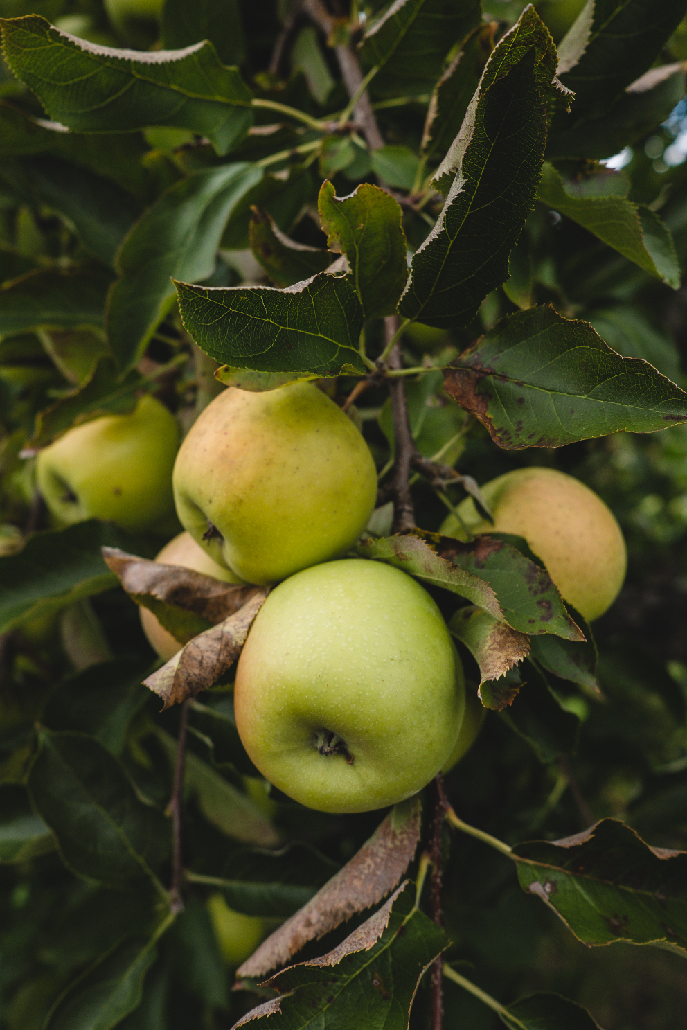 Blue Jay Orchards | Apple Picking | Connecticut Charm - Live Lovely ...
