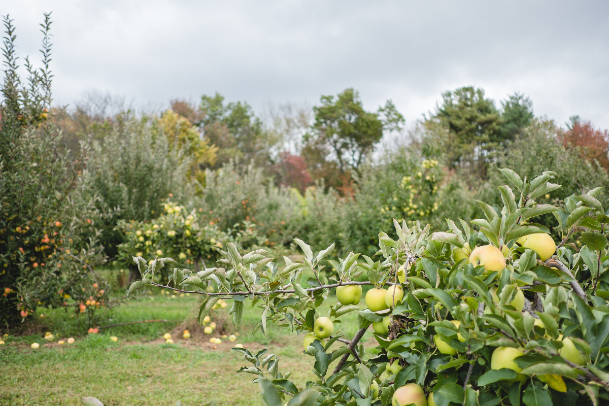 Blue Jay Orchards | Apple Picking | Connecticut Charm - Live Lovely ...