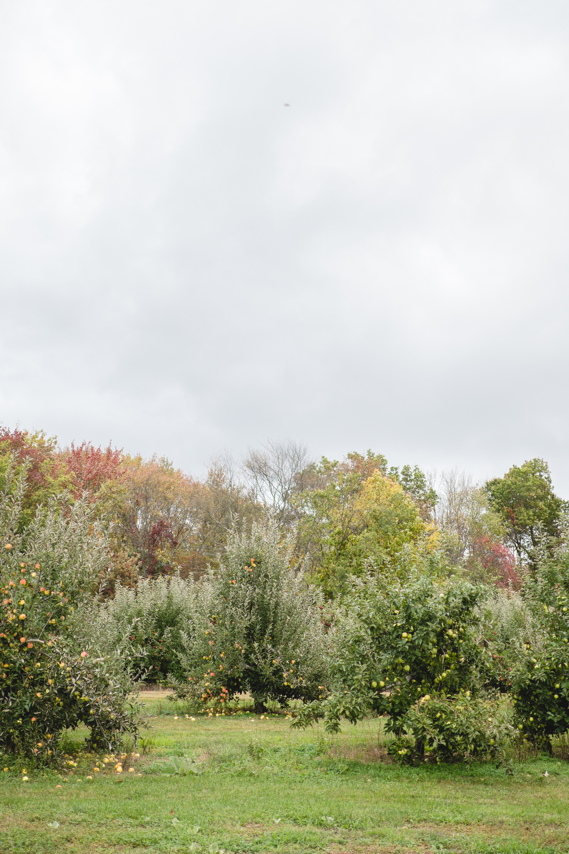 Blue Jay Orchards | Apple Picking | Connecticut Charm - Live Lovely ...