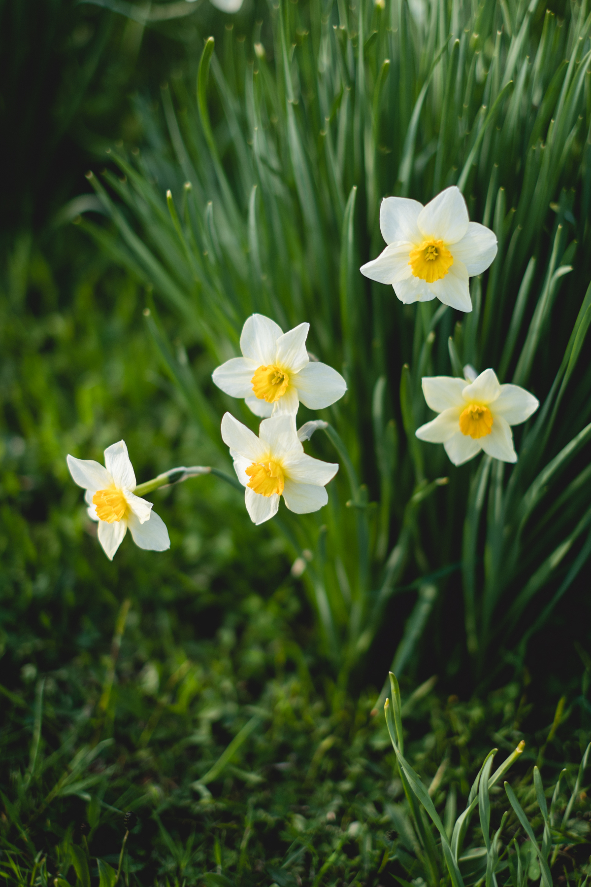 Twenty Places To Find The Spring Flowers | Connecticut Charm - Live ...