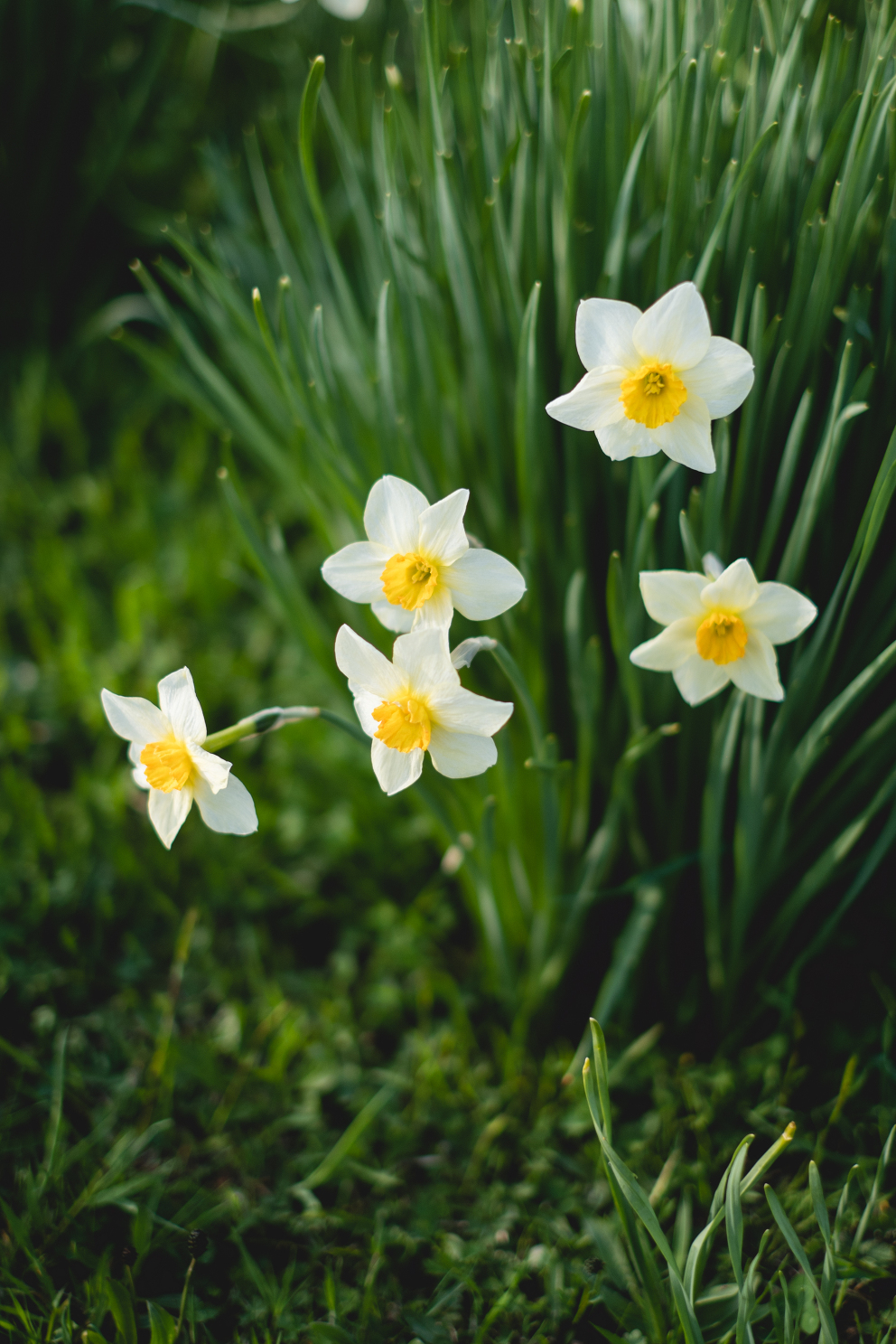 Twenty Places To Find The Spring Flowers | Connecticut Charm - Live ...