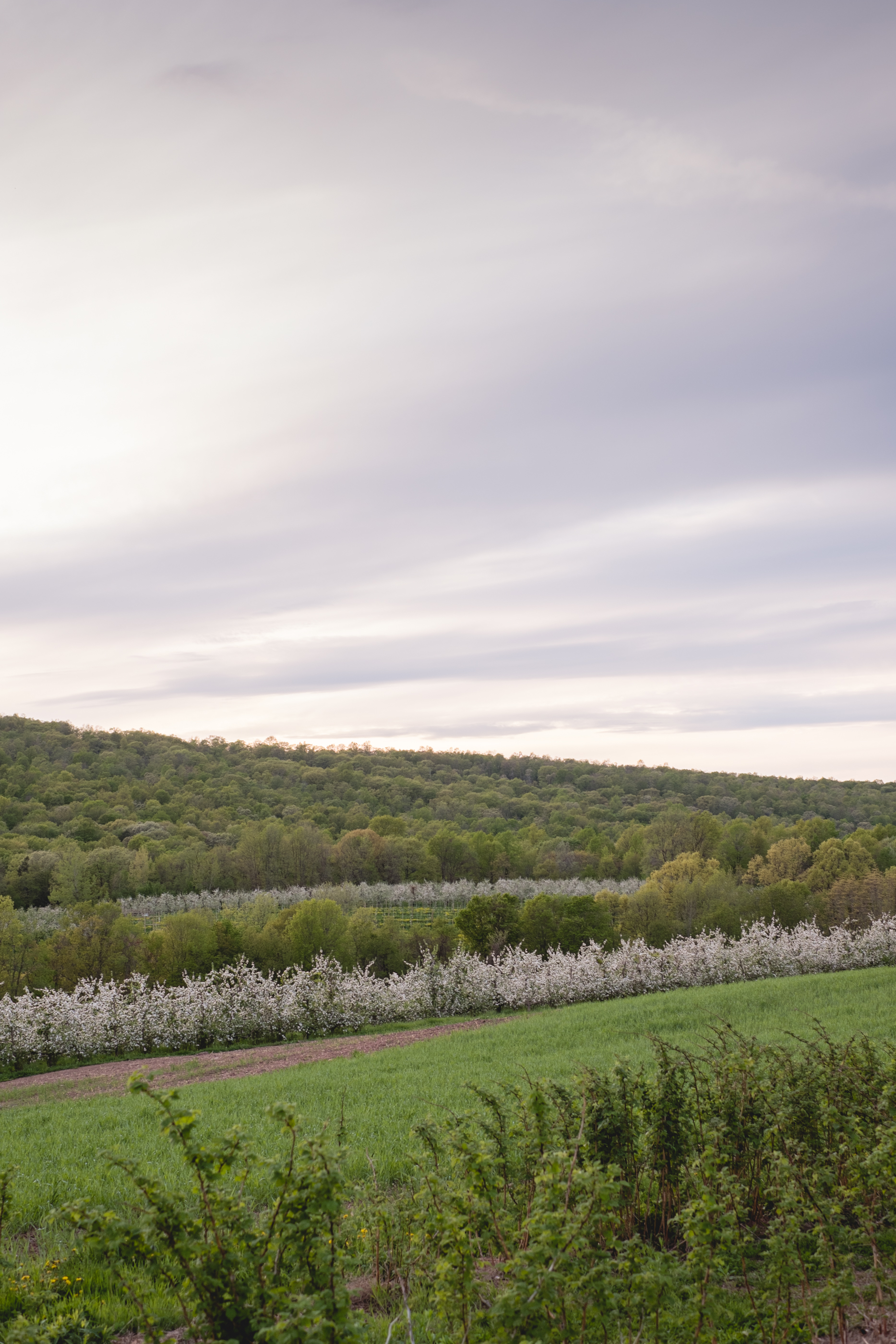 Twenty Places To Find The Spring Flowers | Connecticut Charm - Live ...
