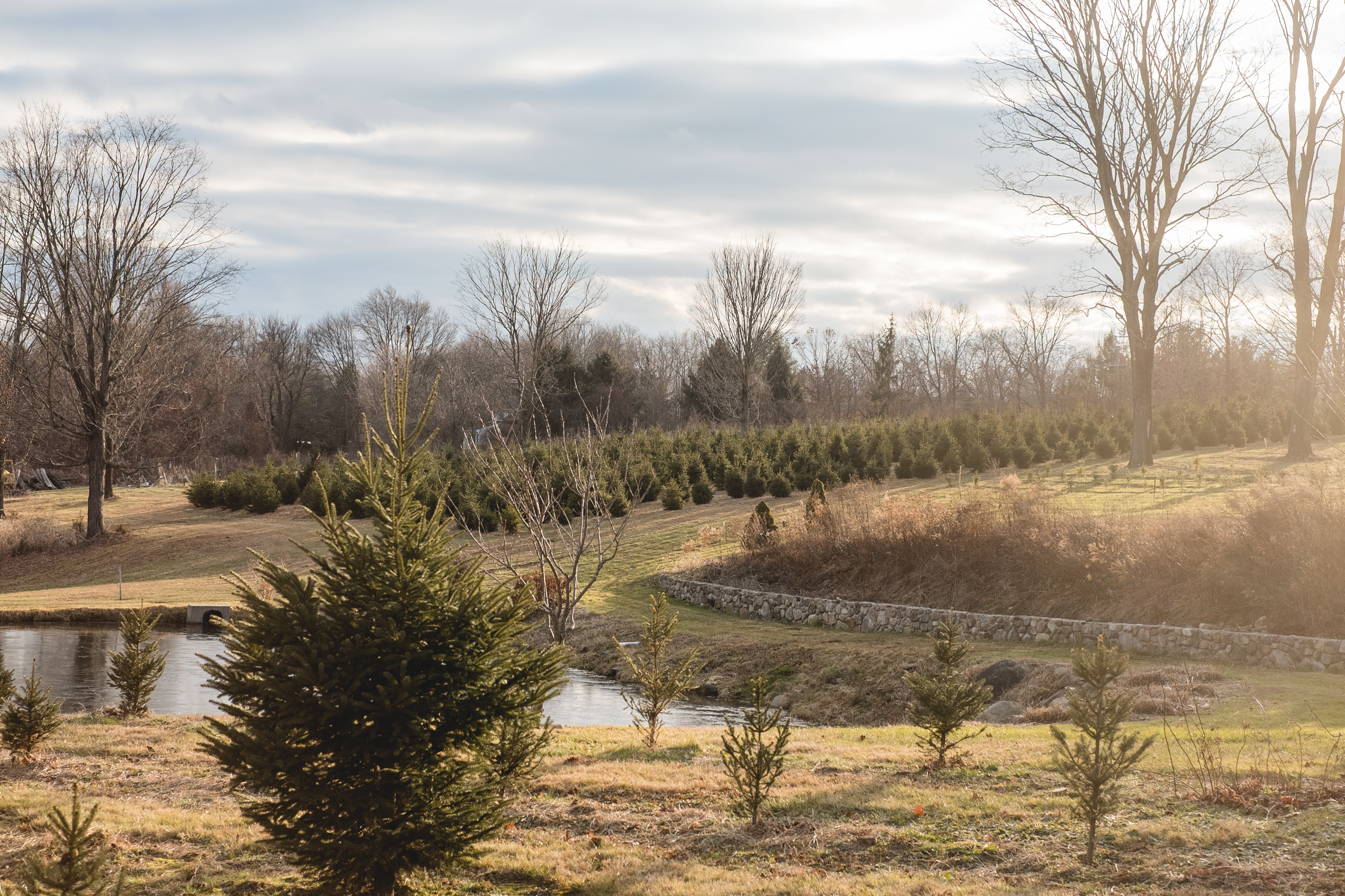 Our First Christmas Tree As Newlyweds | Frank's Family Tree Farm - Live ...
