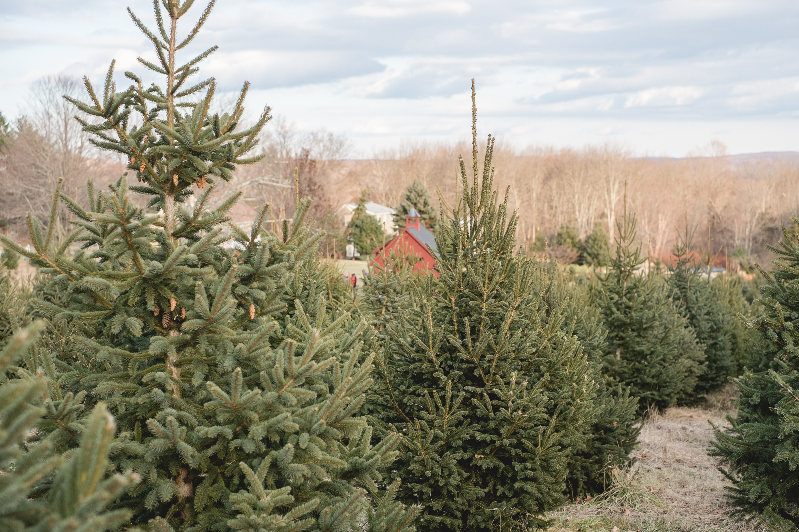 Our First Christmas Tree As Newlyweds | Frank's Family Tree Farm - Live ...