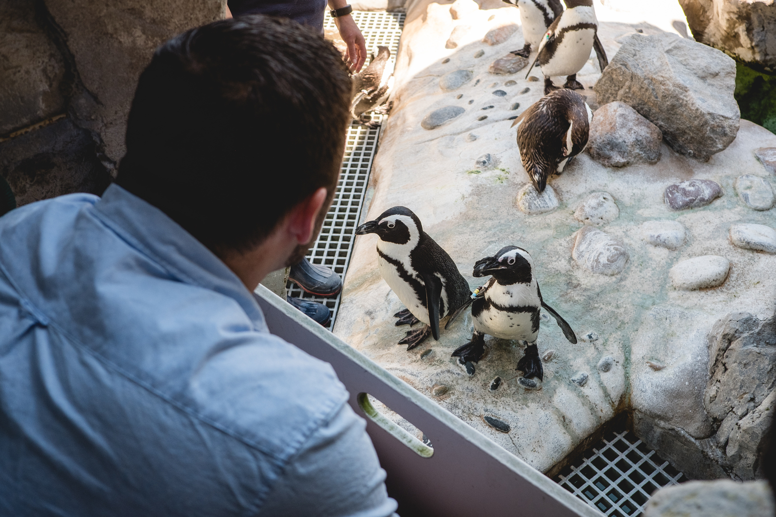 The Penguin Encounter At Mystic Aquarium | Connecticut Charm - Live ...