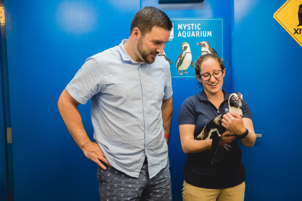 The Penguin Encounter At Mystic Aquarium | Connecticut Charm - Live ...