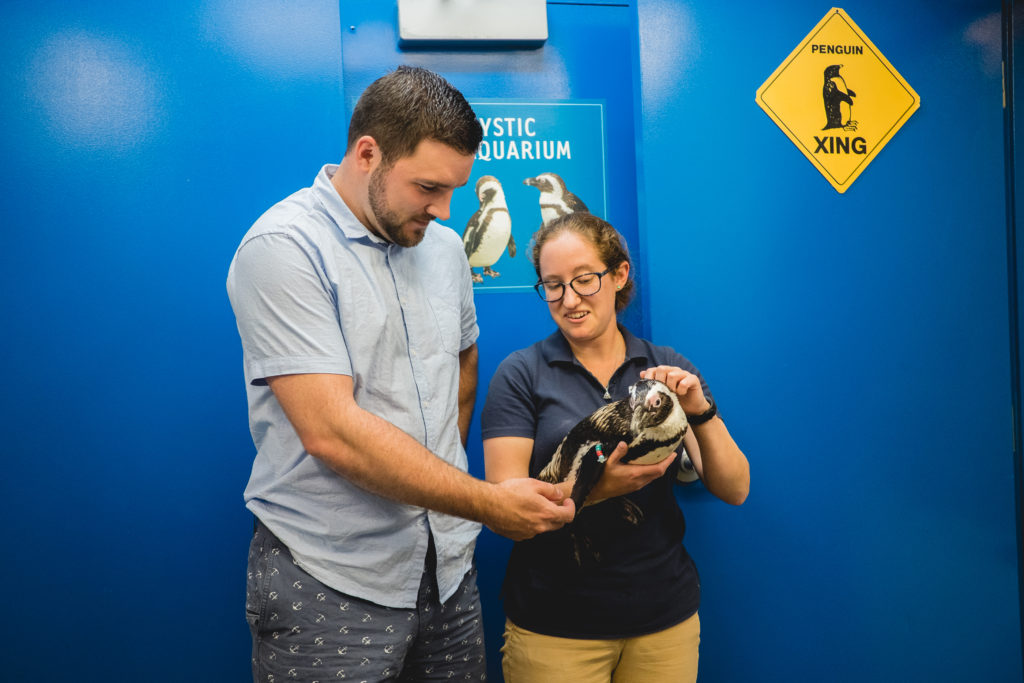 The Penguin Encounter At Mystic Aquarium | Connecticut Charm - Live ...