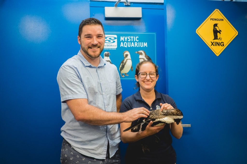 The Penguin Encounter At Mystic Aquarium | Connecticut Charm - Live ...