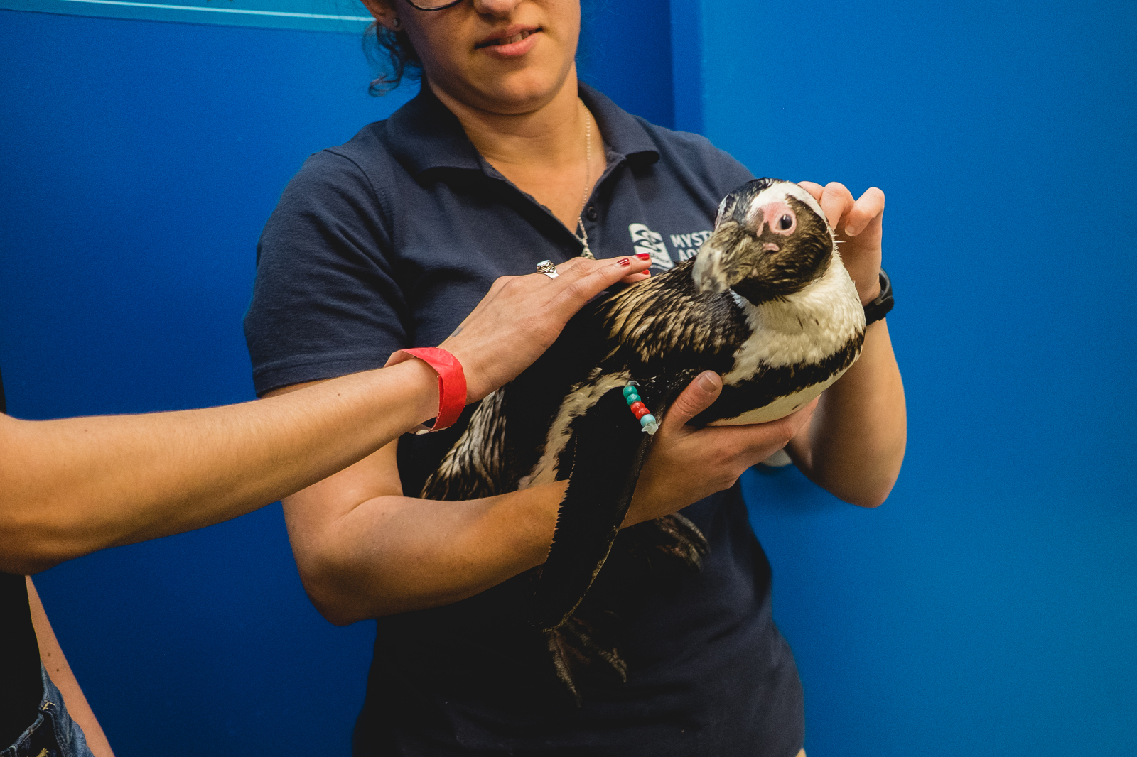 The Penguin Encounter At Mystic Aquarium | Connecticut Charm - Live ...