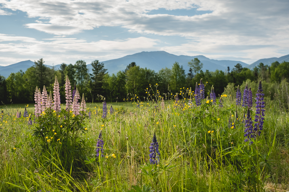 How To Celebrate The Lupine Festival At Sugar Hill | New Hampshire ...