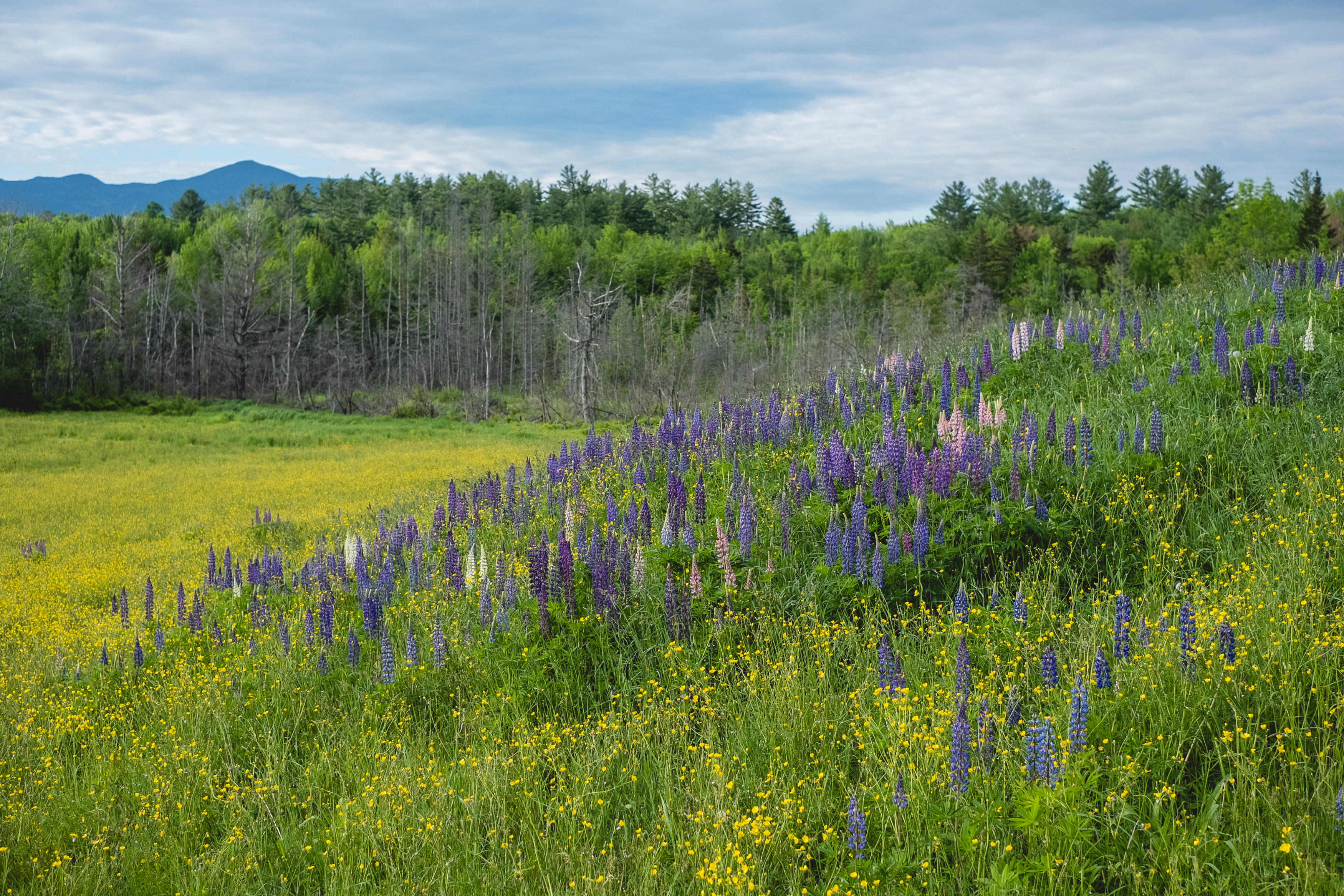 How To Celebrate The Lupine Festival At Sugar Hill | New Hampshire ...