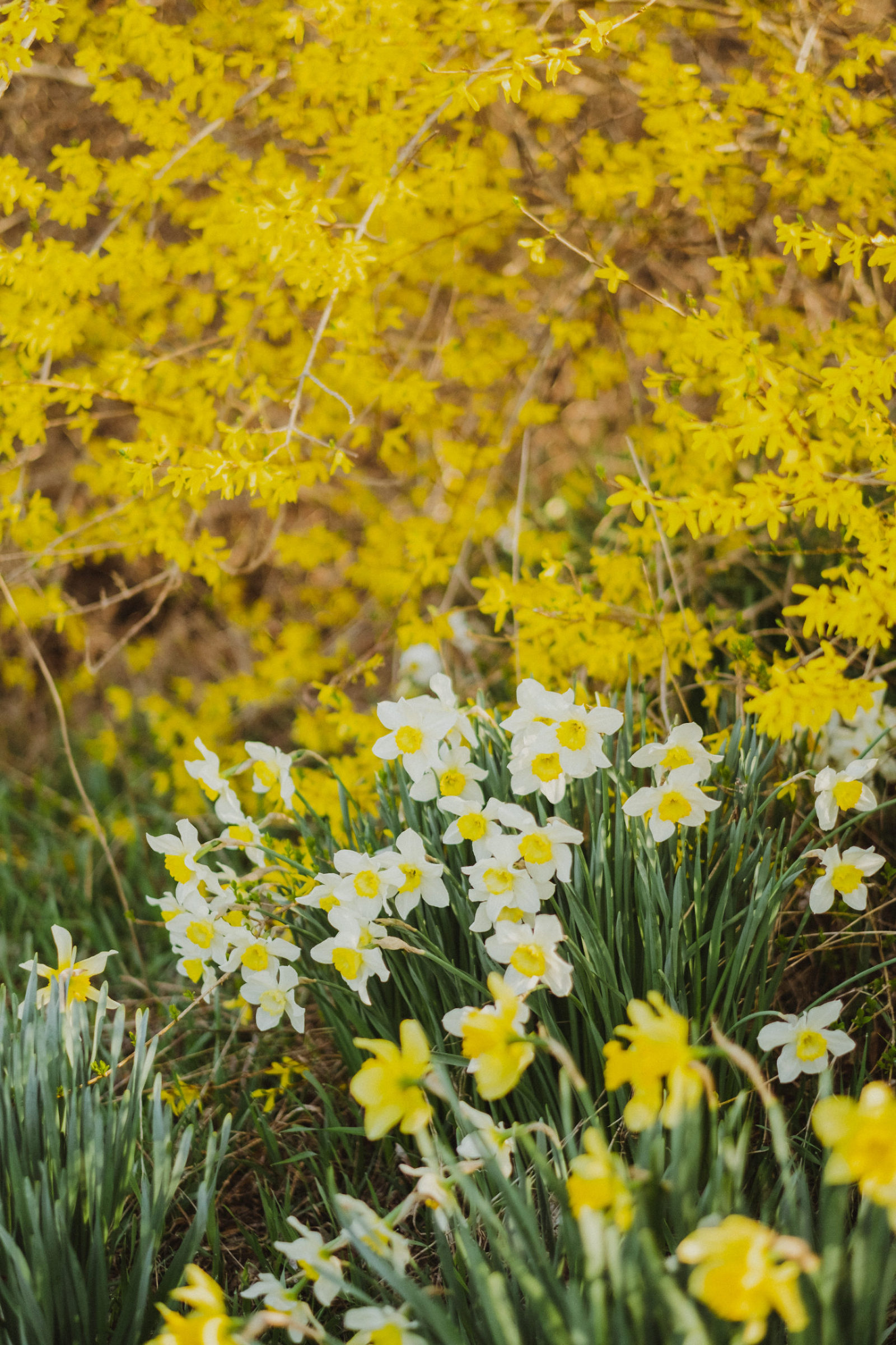 Laurel Ridge Foundation Daffodils | Connecticut Charm - Live Lovely ...