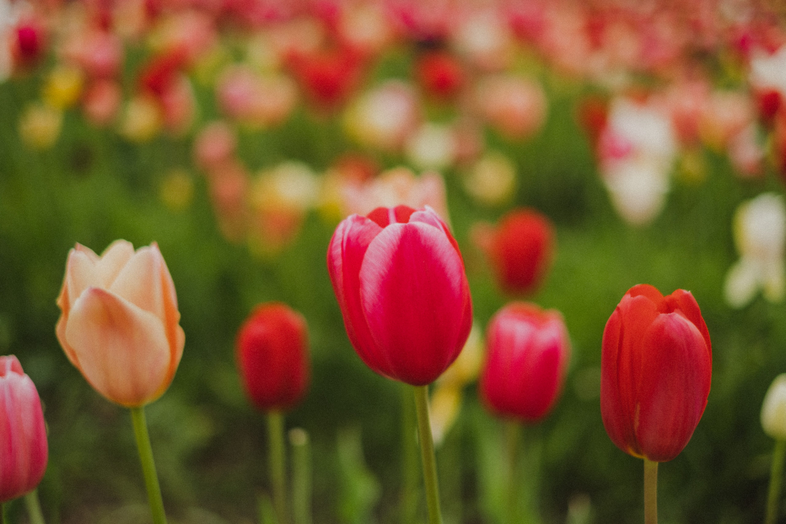 Wicked Tulips Now Has A Connecticut Flower Farm! » Live Lovely Photography