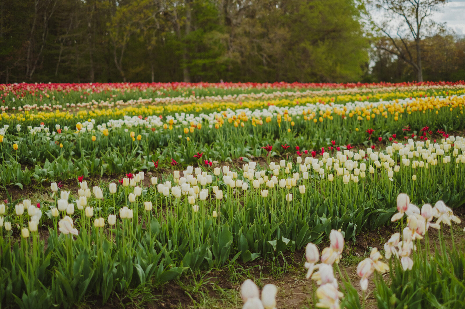 Twenty Places To Find The Spring Flowers | Connecticut Charm - Live ...