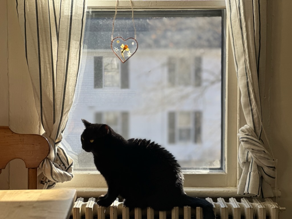 How To Make A Pressed Flower Sun Catcher - Live Lovely Photography